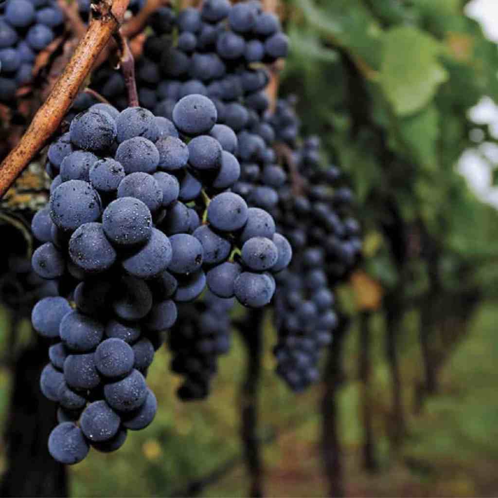 Uvas de Vino Tinto archivos - Mexico Wine Academy