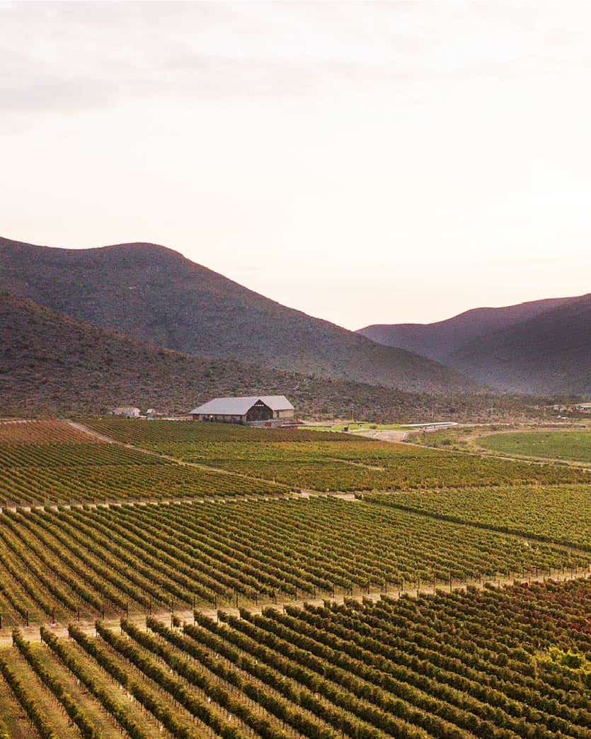 Viñedos Don Leo: El Arte de Crear Vinos de Clase Mundial - Mexico Wine ...