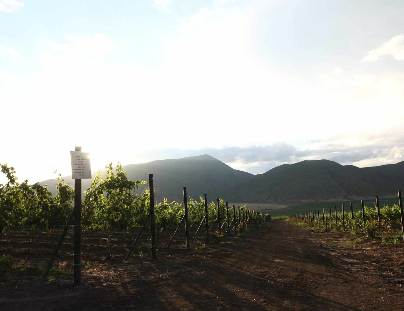 Parras de la Fuente: Historia, Enología y las Casas más Célebres - Mexico Wine Academy
