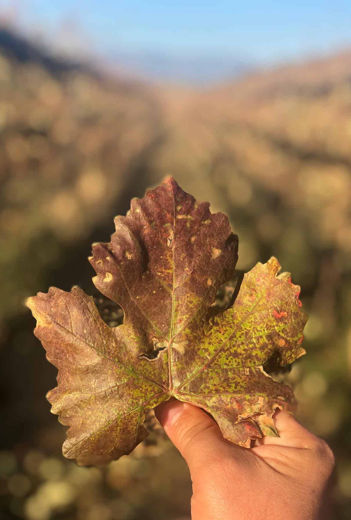 Bodegas del Viento: Viñedos de Altura, Vinos de Montaña - Mexico Wine ...