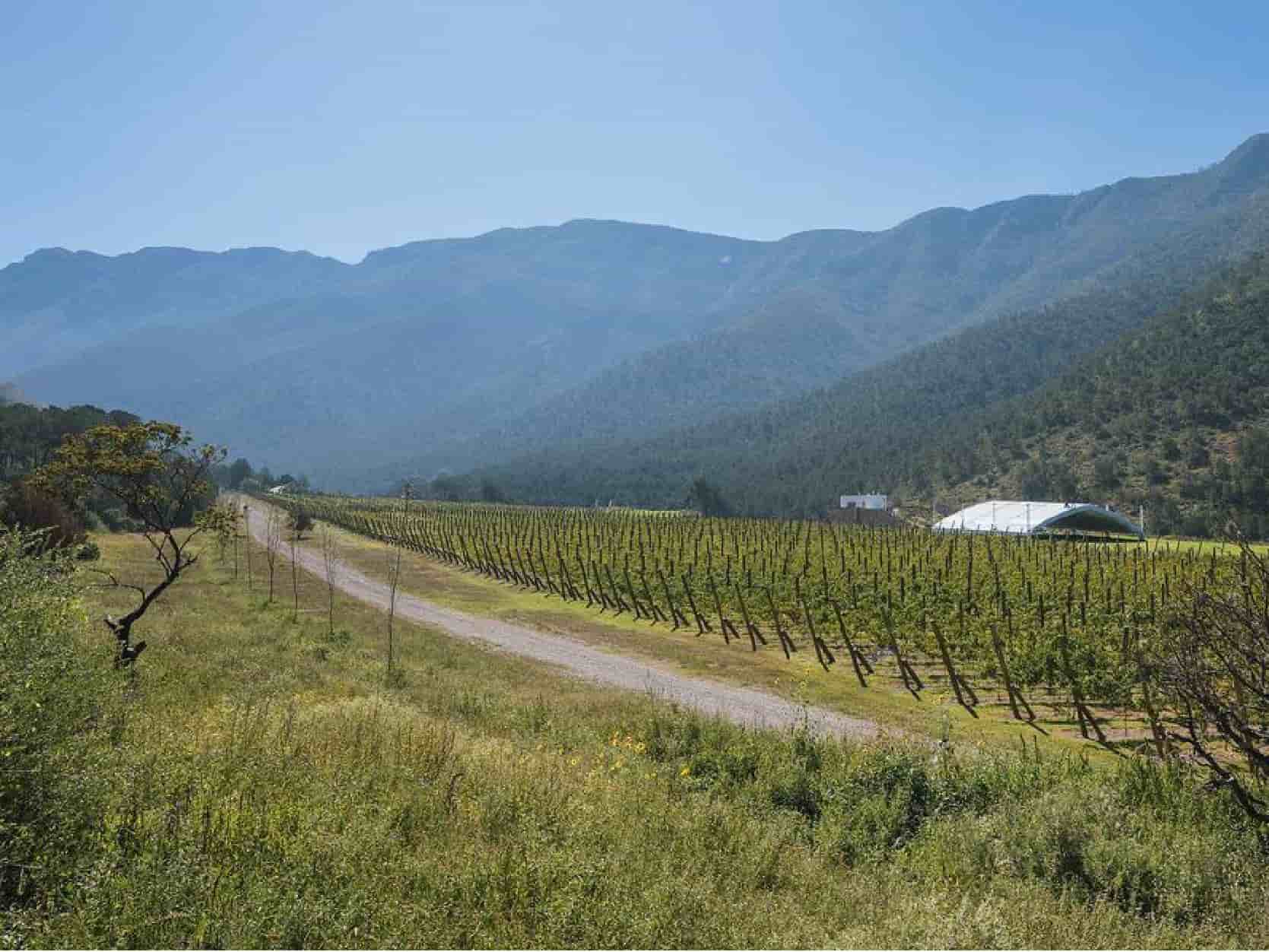 Terra Serena: Vinos y Leyendas en el Cañón de la Roja- Mexico Wine Academy